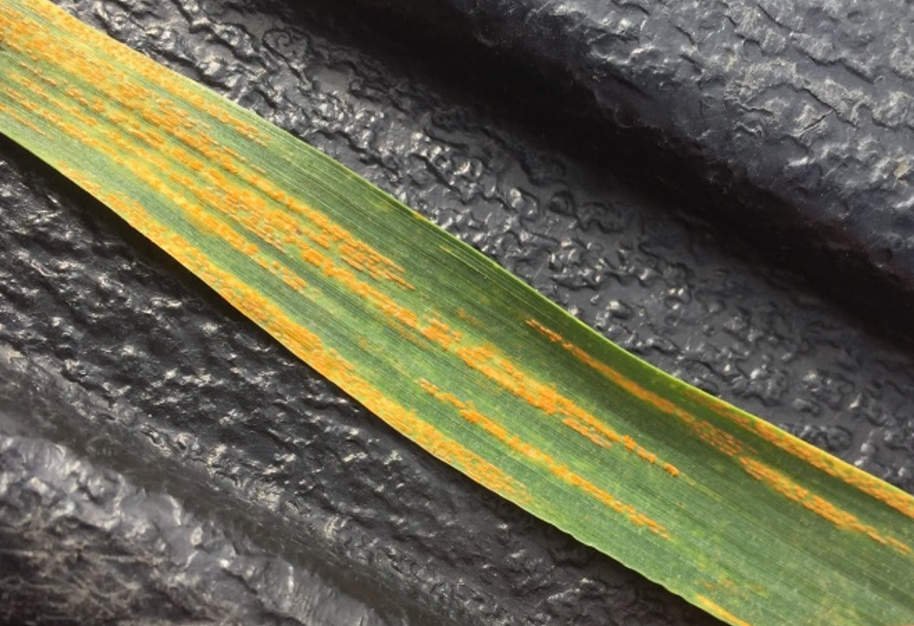 Stripe Rust Alert May 1st, 2020 | NC State Extension